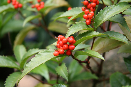 センリョウ 縁起よく - 花と木の育て方│元気に生長させる栽培のコツ！