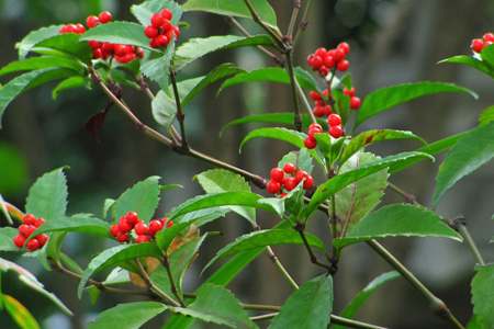 センリョウの実がつかない理由 - 花と木の育て方│元気に生長させる栽培のコツ！